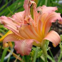 Photo of the bloom of Daylily (Hemerocallis 'Double Pompon') posted by Joy - Garden.org