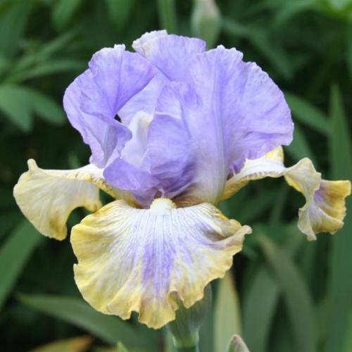 Tall Bearded Iris (Iris 'Dancing on Air') in the Irises Database ...