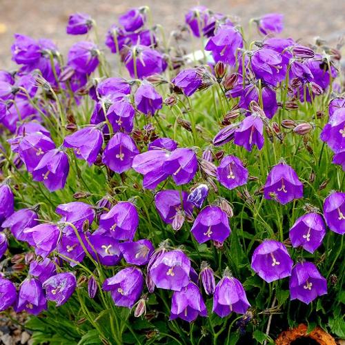 Bellflower (Campanula 'Jelly Bells') in the Bellflowers Database ...