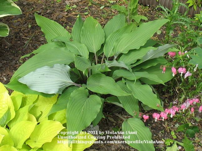 Photo of the entire plant of Hosta 'Red October' posted by ViolaAnn ...