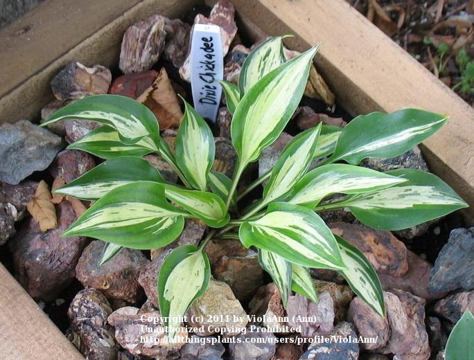 Photo of the entire plant of Hosta 'Dixie Chickadee' posted by ViolaAnn ...