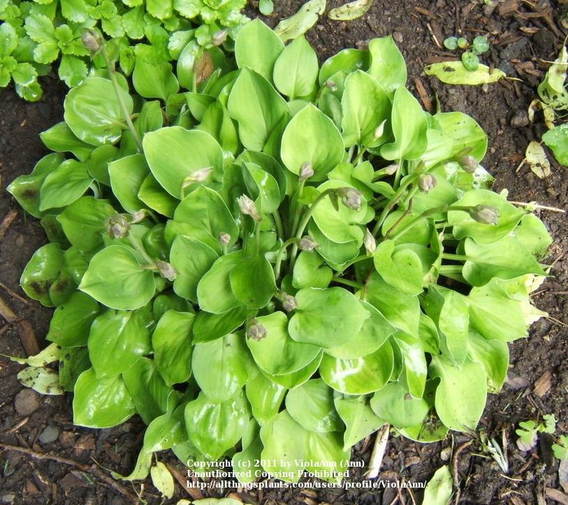 Hosta 'Limey Lisa' in the Hostas Database - Garden.org