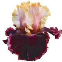 Photo of the bloom of Tall Bearded Iris (Iris 'Raspberry Swirl') posted ...