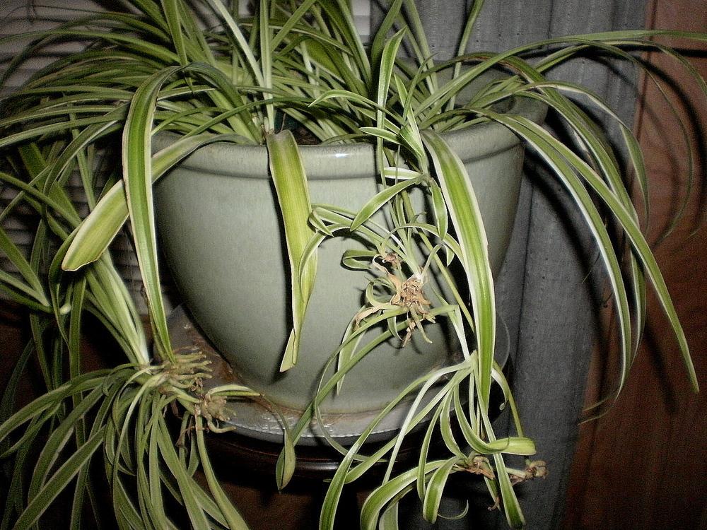 Photo of the roots of Spider Plant (Chlorophytum comosum 'Variegatum ...