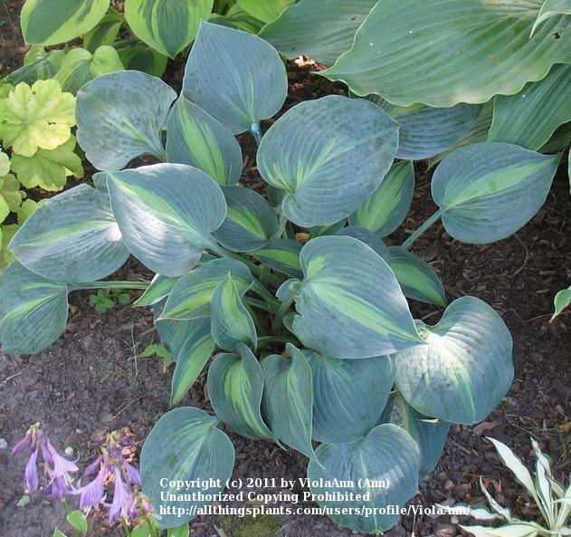 Photo of the entire plant of Hosta 'Touch of Class' posted by ViolaAnn ...