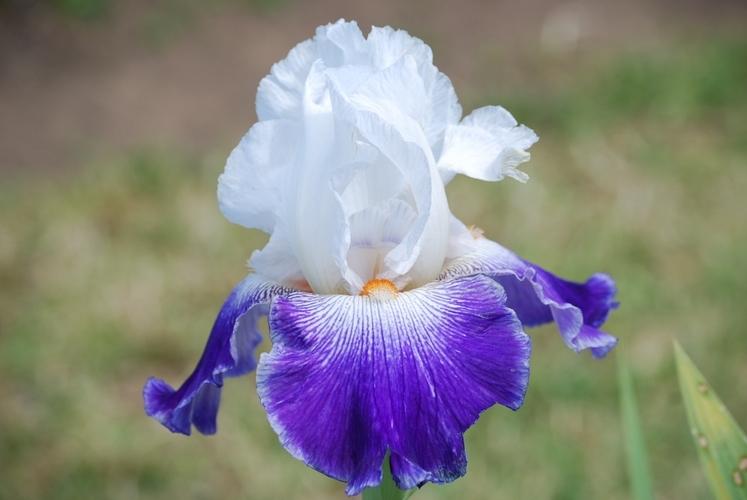 Photo of the bloom of Tall Bearded Iris (Iris 'Bal Masque') posted by ...