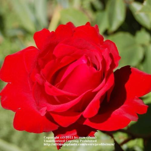 Rose (Rosa 'Red Simplicity') in the Roses Database - Garden.org