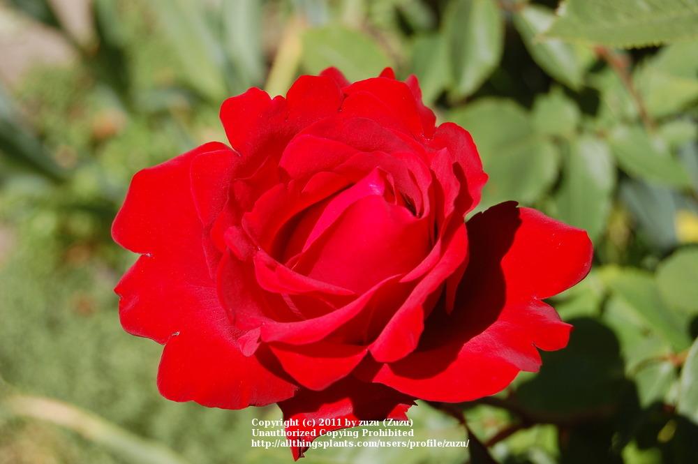 Rose (Rosa 'Red Simplicity') in the Roses Database - Garden.org