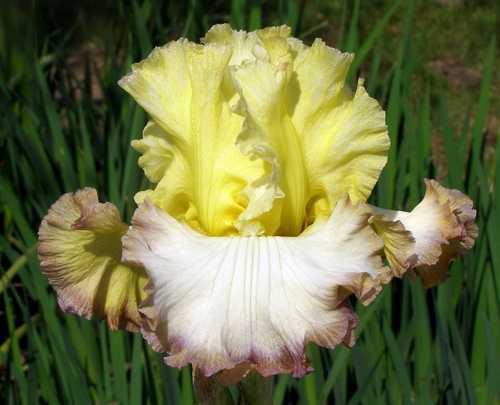 Photo of the bloom of Tall Bearded Iris (Iris 'Autumn Ring') posted by ...