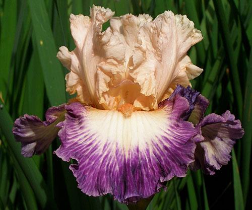 Photo of the bloom of Tall Bearded Iris (Iris 'Berry Blend') posted by ...