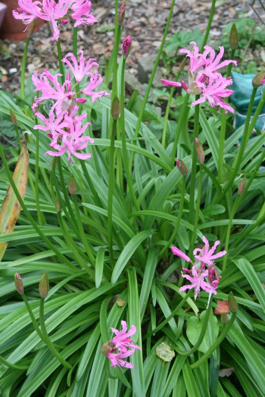 Cape Lilies: Plant Care and Collection of Varieties - Garden.org