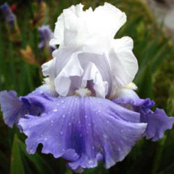 Tall Bearded Iris (Iris 'Calm Stream') in the Irises Database - Garden.org