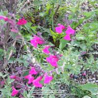 Photo of the bloom of Autumn Sage (Salvia greggii 'Raspberry Delight ...