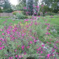 Photo of the entire plant of Autumn Sage (Salvia greggii 'Raspberry ...