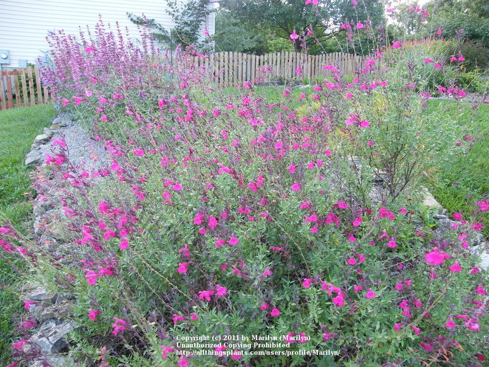 Photo of the entire plant of Autumn Sage (Salvia greggii 'Raspberry ...