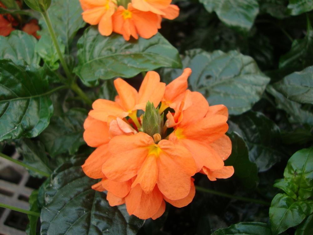 Photo of the bloom of Firecracker Flower (Crossandra infundibuliformis ...