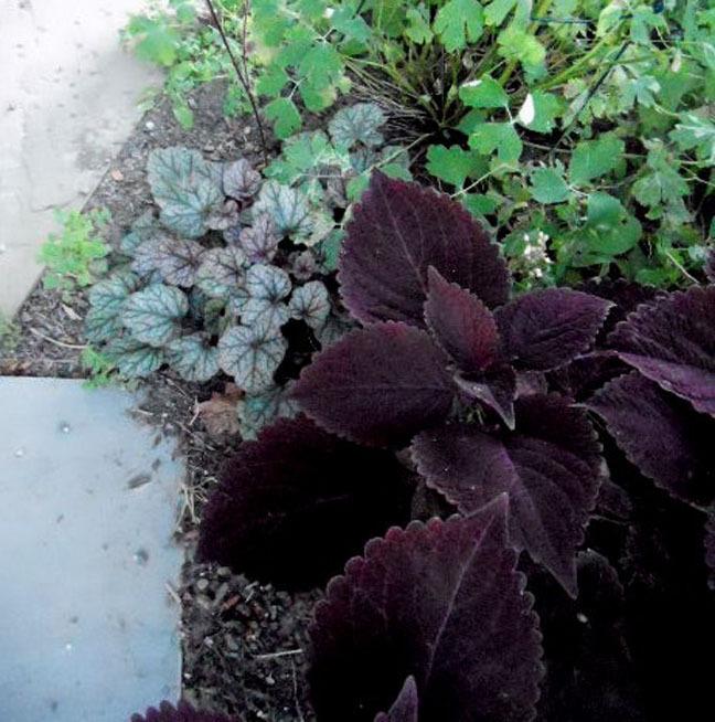 Coleus (Coleus scutellarioides 'Mahogany Giant') in the Coleus Database ...