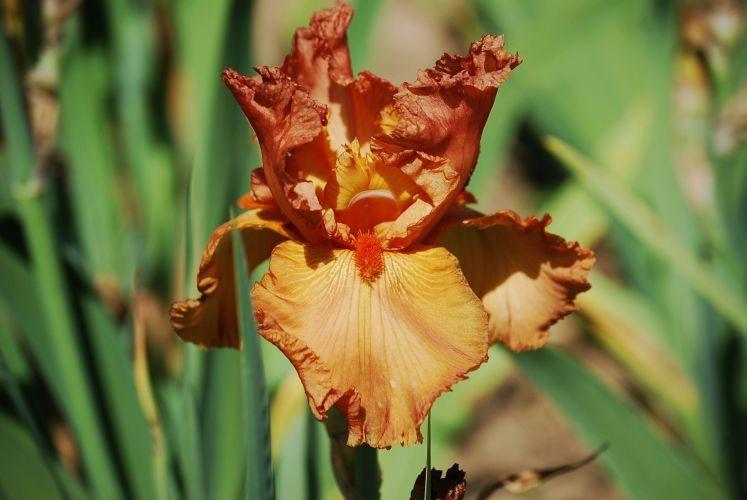Photo of the bloom of Tall Bearded Iris (Iris 'Copper Classic') posted by irisfarmer - Garden.org