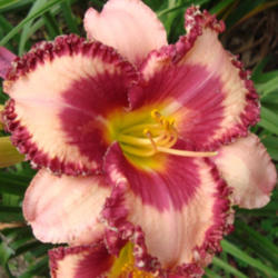 Daylily (Hemerocallis 'Raspberry Masquerade') in the Daylilies Database ...