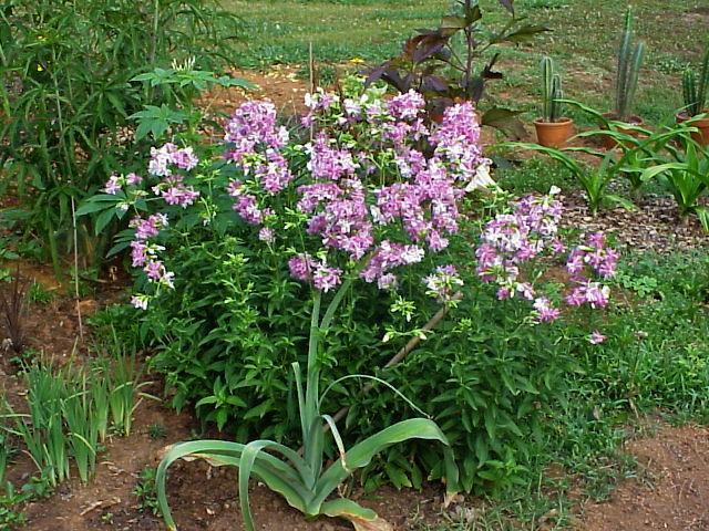 Photo of the entire plant of Double Pink Soapwort (Saponaria ...