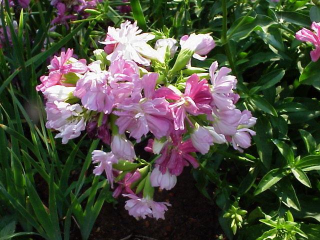 Photo of the bloom of Double Pink Soapwort (Saponaria officinalis ...