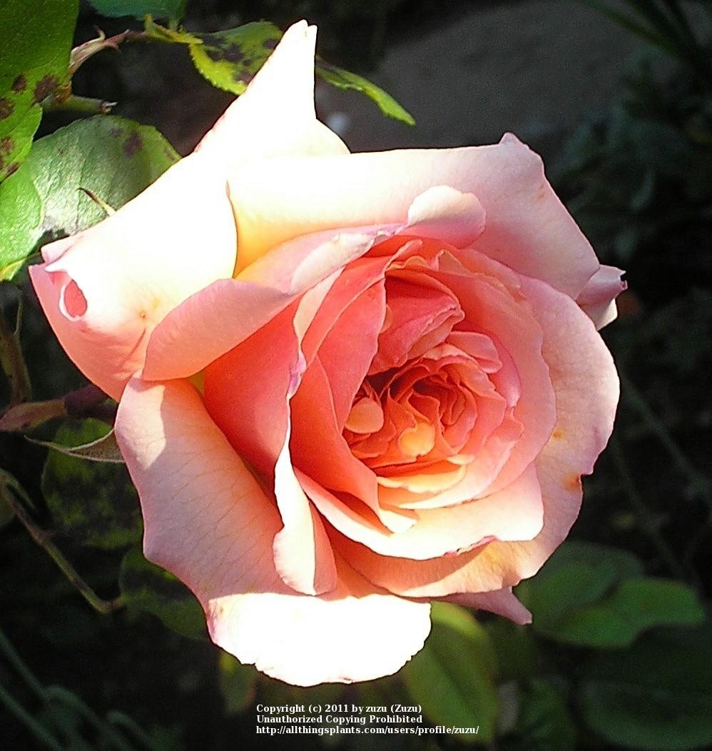 Photo of the closeup of buds, sepals and receptacles of Rose (Rosa ...