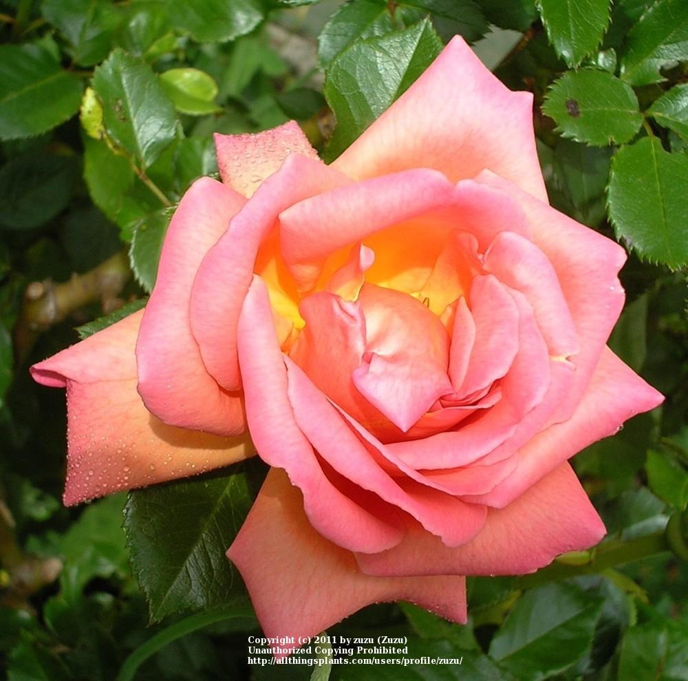 Photo of the bloom of Rose (Rosa 'Shot Silk') posted by zuzu - Garden.org