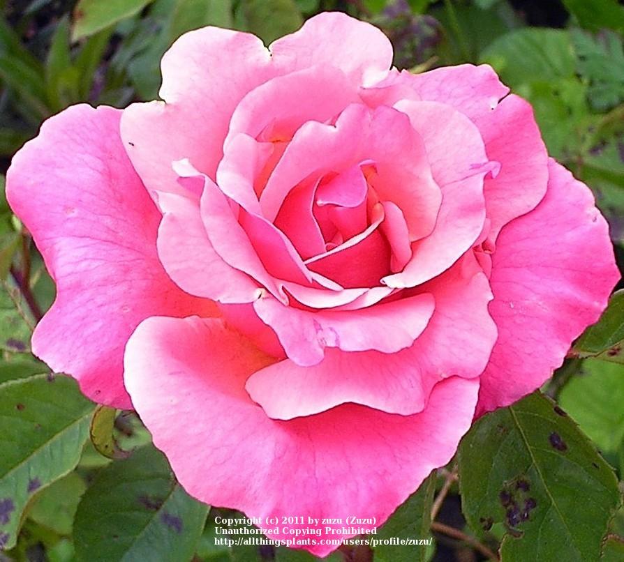 Photo of the bloom of Rose (Rosa 'Reno') posted by zuzu - Garden.org