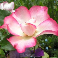 Rose (Rosa 'Windmill') in the Roses Database - Garden.org