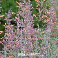 Threadleaf Giant Hyssop (Agastache rupestris) in the Anise Hyssops ...