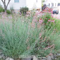 Photo of the bloom of Threadleaf Giant Hyssop (Agastache rupestris ...