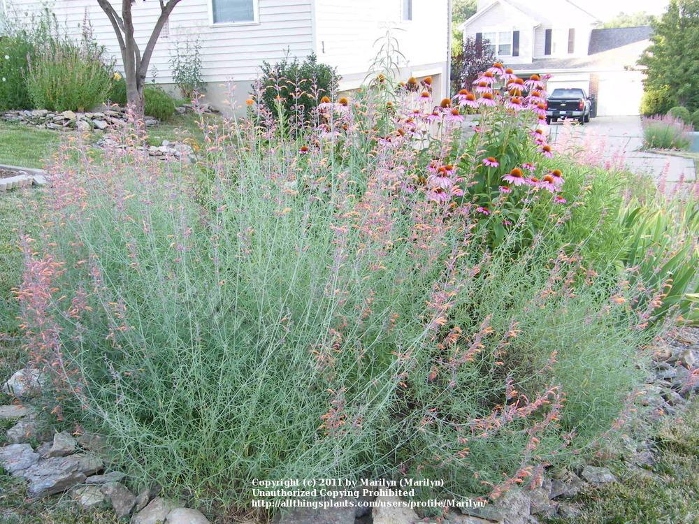 Photo of the entire plant of Threadleaf Giant Hyssop (Agastache ...