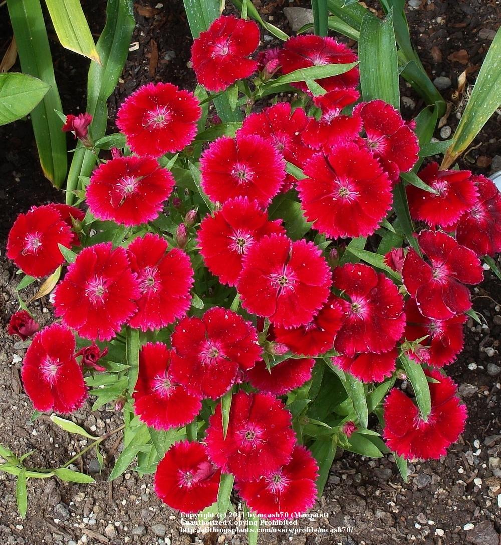 Photo of the entire plant of Pink (Dianthus Floral Lace™ Crimson ...