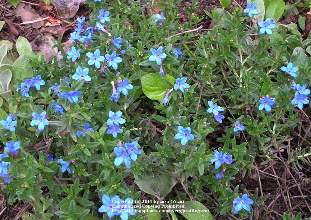 Photo of the entire plant of Lithodora (Glandora prostrata 'Grace Ward ...