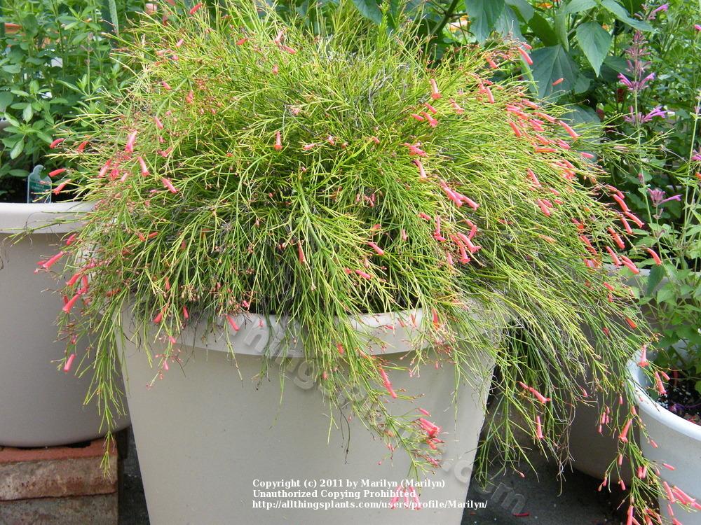 Photo of the entire plant of Firecracker Plant (Russelia equisetiformis ...