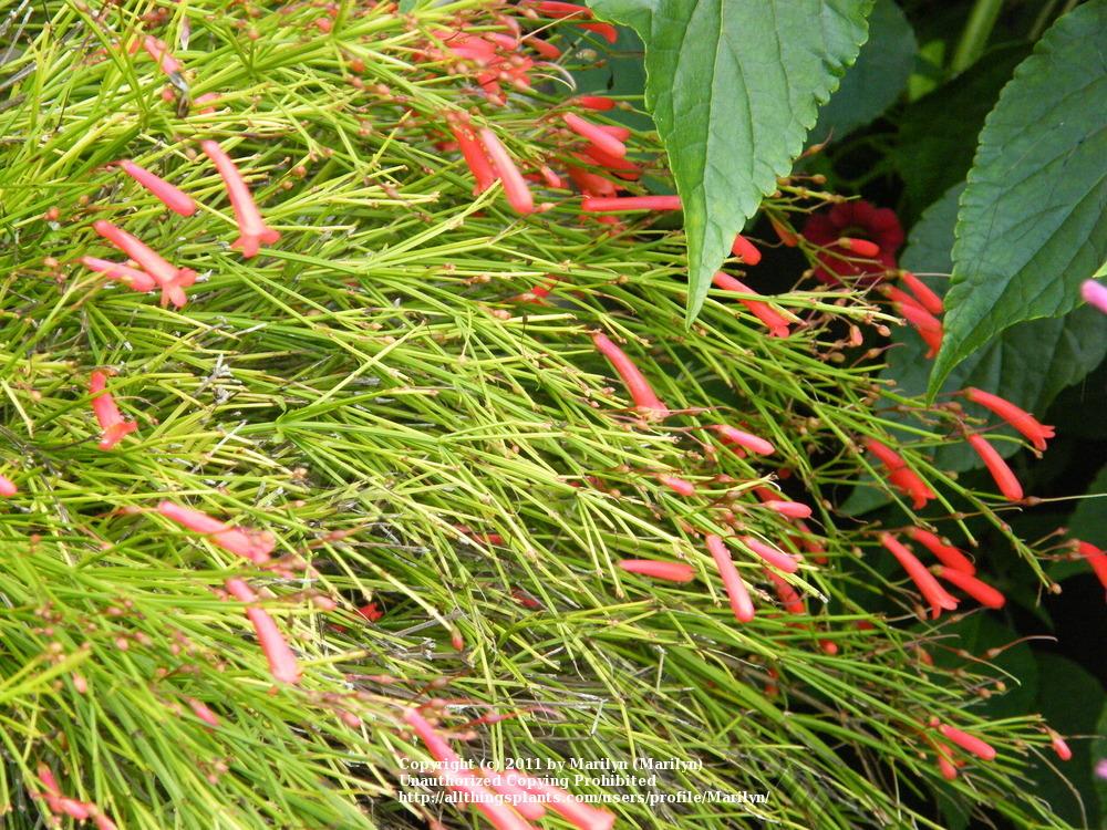 Photo of the bloom of Firecracker Plant (Russelia equisetiformis ...