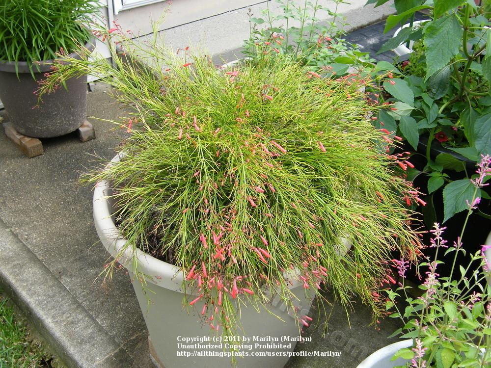 Photo of the bloom of Firecracker Plant (Russelia equisetiformis ...