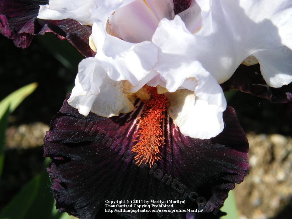 Photo of the bloom of Tall Bearded Iris (Iris 'Starring') posted by ...