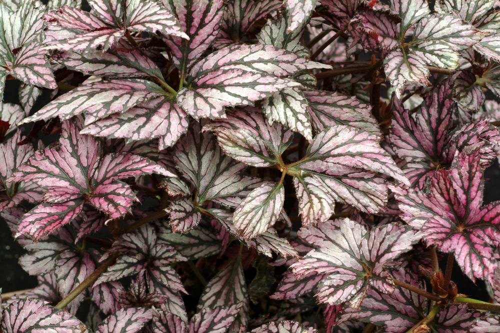 Rex-cultorum Begonia (Begonia 'Benitochiba') in the Begonias Database ...