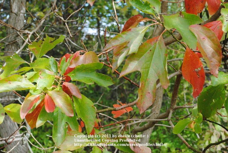 All About Sassafras - Garden.org