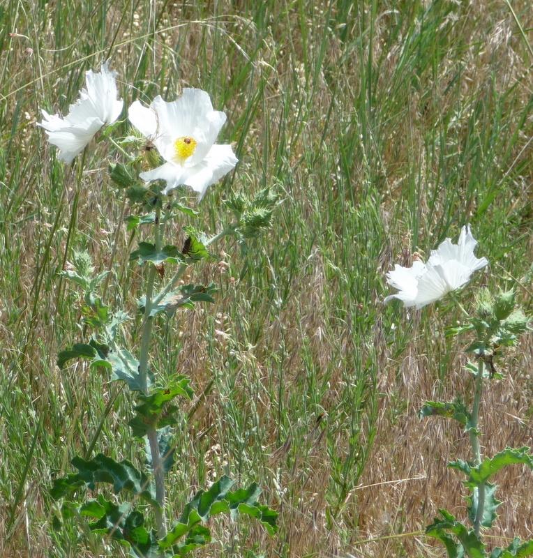 Prickly Poppy (Argemone polyanthemos) - Garden.org