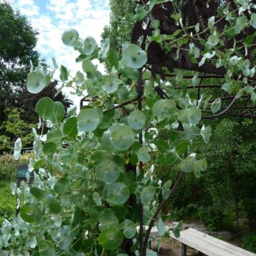 Grape Honeysuckle (Lonicera reticulata) in the Honeysuckles Database ...