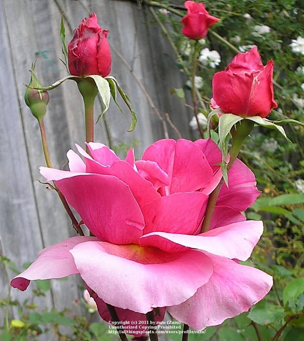 Rose (Rosa 'Duet') in the Roses Database - Garden.org