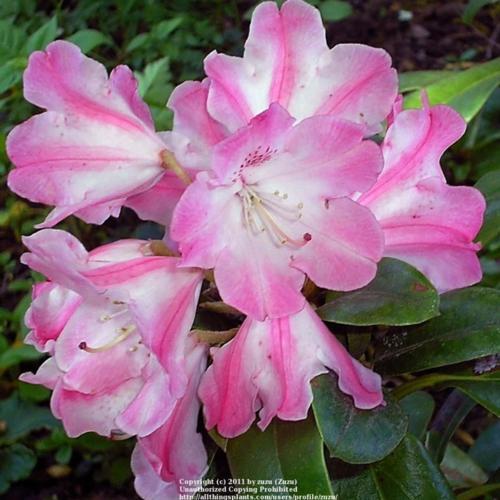 Rhododendron 'Cherries and Cream' in the Rhododendrons Database ...
