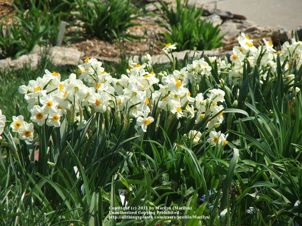 Photo of the entire plant of Daffodil (Narcissus 'Geranium') posted by ...