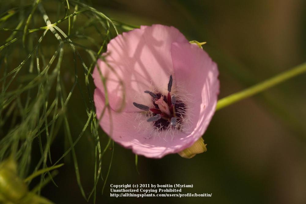 Mariposa Lily (Calochortus splendens 'Violet Queen') - Garden.org
