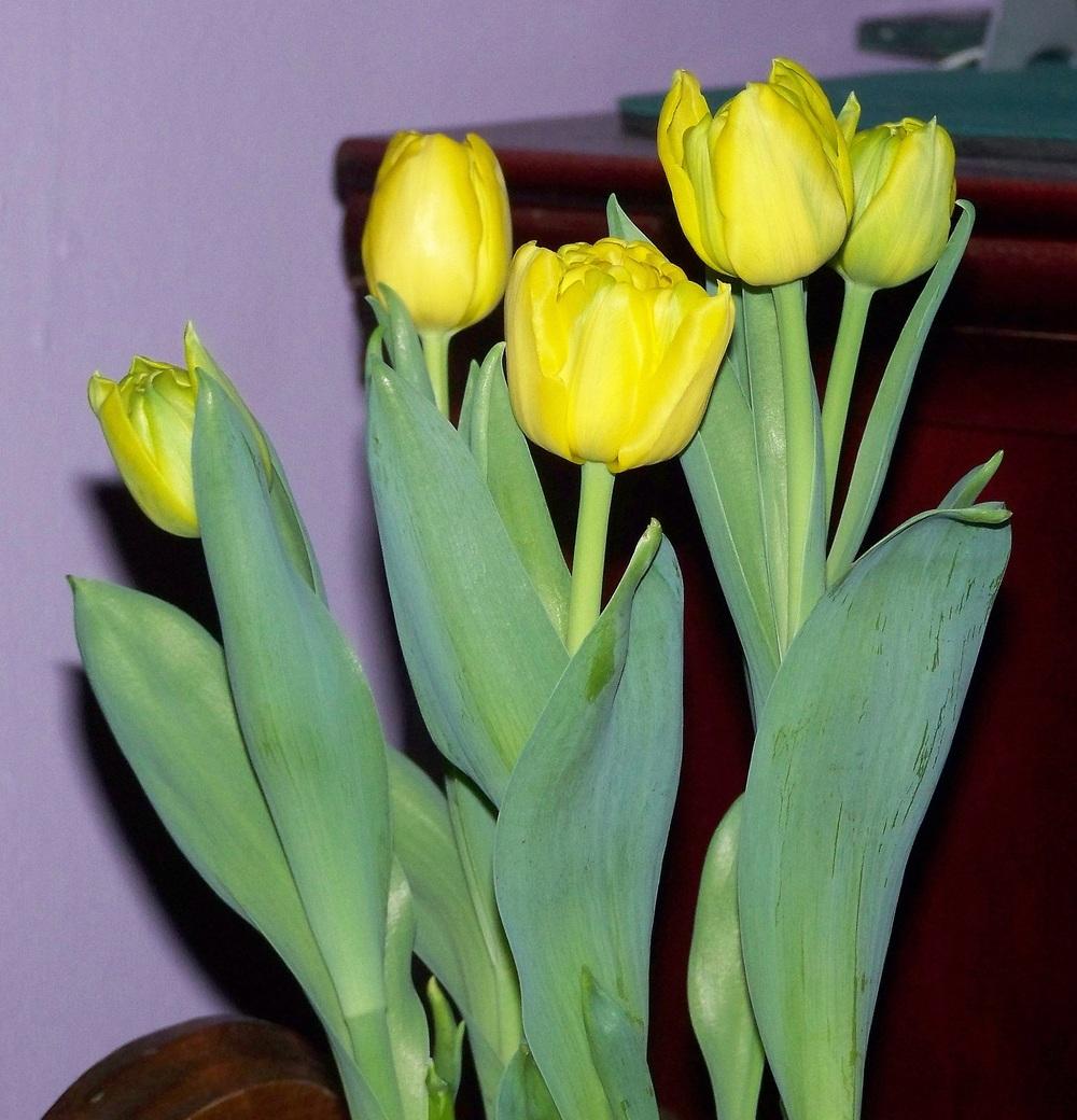 Photo of the entire plant of Double Early Tulip (Tulipa 'Yellow Baby ...
