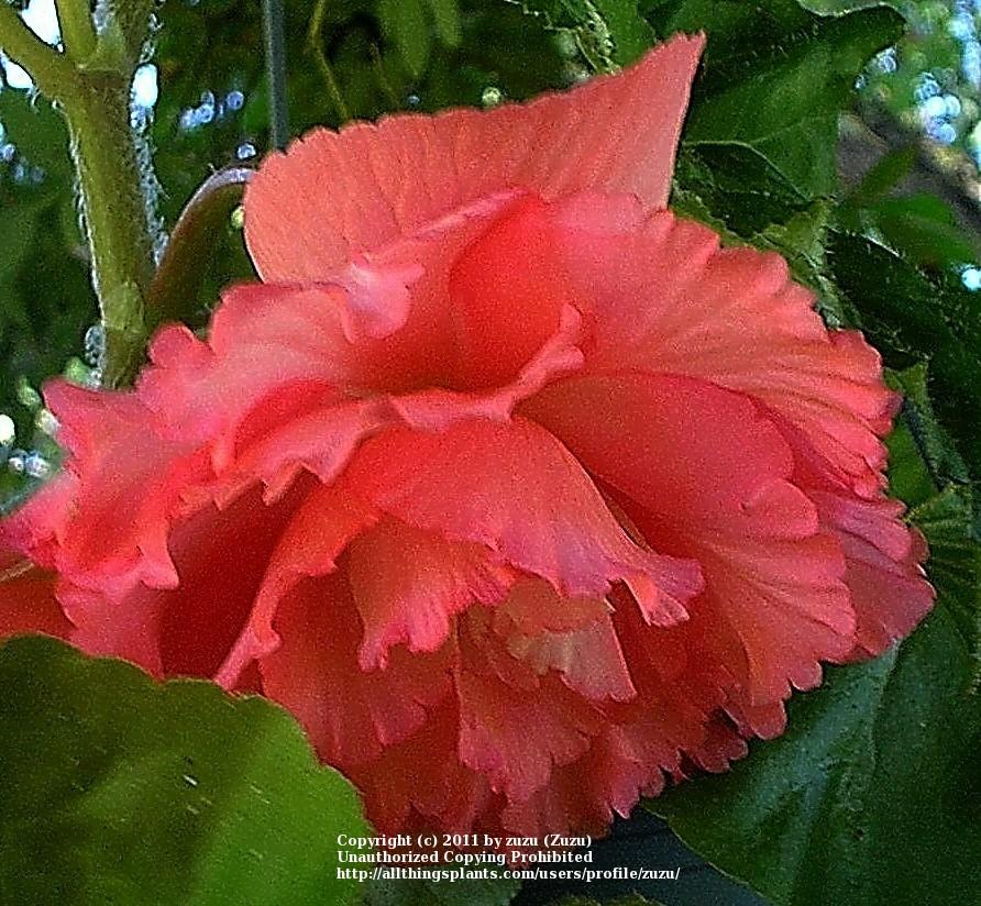 Tuberous Begonia (Begonia x tuberhybrida 'Giant Ruffled Coral') in the ...