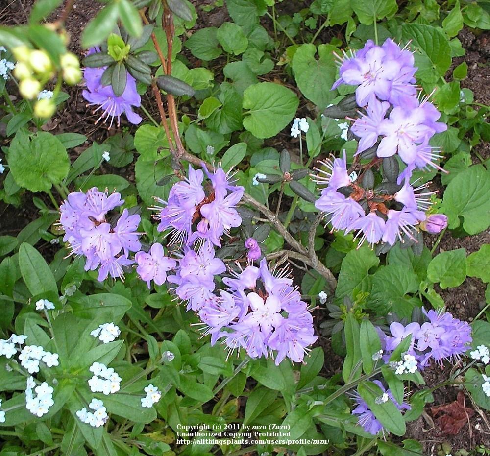 Rhododendron 'Bob's Blue' in the Rhododendrons Database - Garden.org