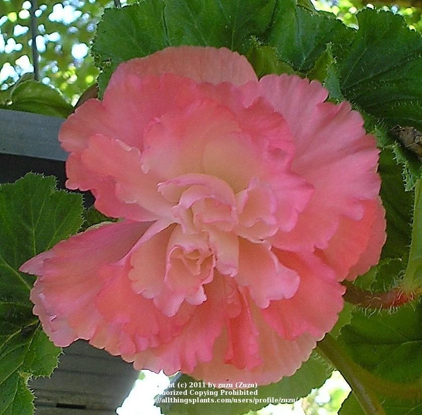 Tuberous Begonia (Begonia x tuberhybrida 'Giant Ruffled Pink') in the ...